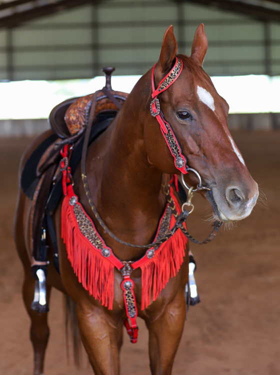 Tacktical Equine | High Performance Western Tack by Fallon Taylor